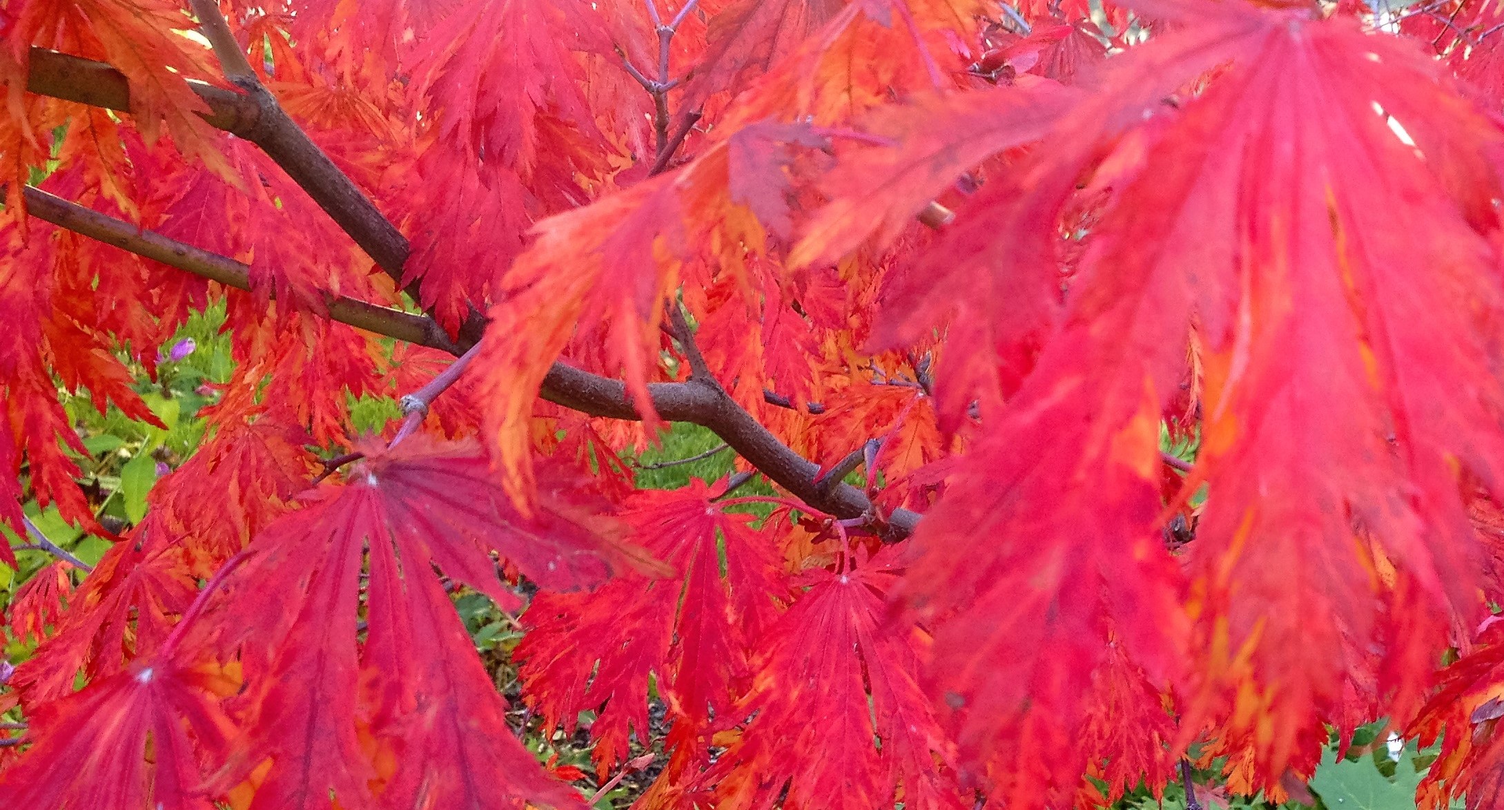 Sumac of Southeast Alaska | Shutterbug